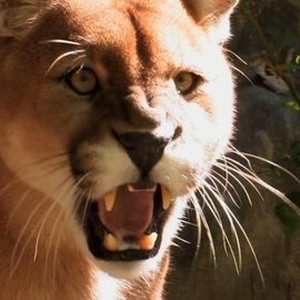 MonsterQuest: Season 1, Episode 7 - Rotten Tomatoes