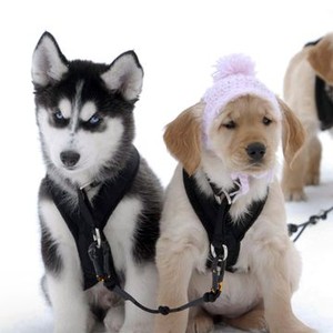 Snow Buddies (2008) - Rotten Tomatoes