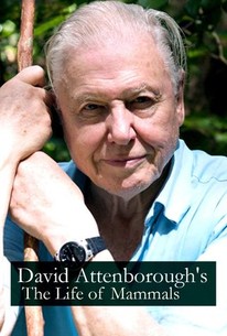 David Attenborough's The Life of Mammals | Rotten Tomatoes