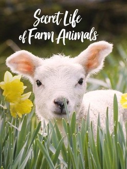 farm animals bbc
