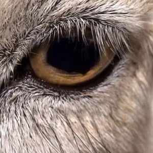 Dominion - Rotten Tomatoes