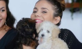 Pet Stars - Rotten Tomatoes