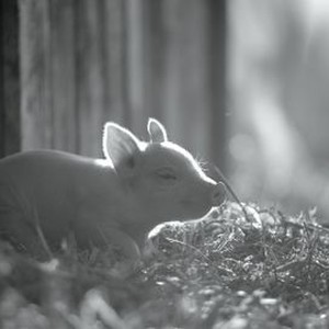 Gunda - Rotten Tomatoes