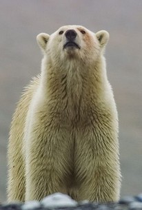 Planet Earth: Frozen Planet II: Season 1, Episode 6 | Rotten Tomatoes