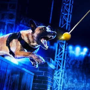 Top dog - Rotten Tomatoes