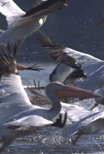 Great Migrations: Season 1, Episode 5 | Rotten Tomatoes