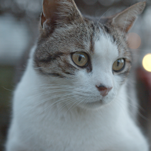 Cats of Malta - Rotten Tomatoes