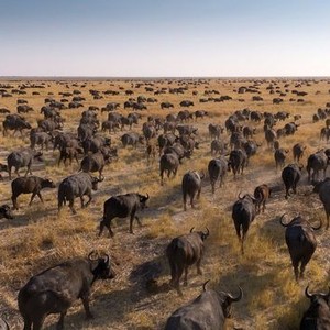 Our Planet: Season 2, Episode 1 - Rotten Tomatoes