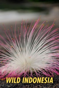 Wild Indonesia - Rotten Tomatoes