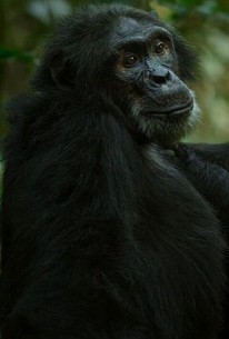 Chimp Empire: Season 1, Episode 2 - Rotten Tomatoes