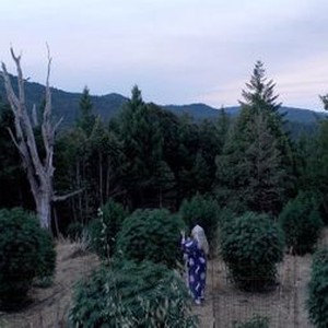 Freeland - Rotten Tomatoes