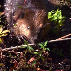 The Beaver Brothers: Season 1, Episode 1 - Rotten Tomatoes