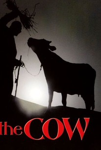 The Cow | Rotten Tomatoes