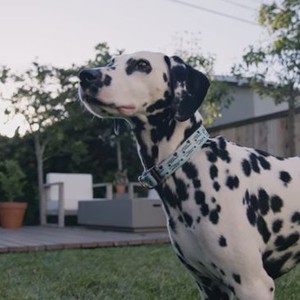 Pet Stars: Season 1, Episode 2 - Rotten Tomatoes