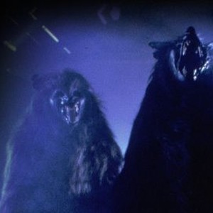 Werewolf - Rotten Tomatoes