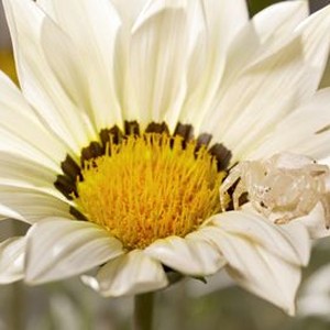 Attenborough's Life in Colour - Rotten Tomatoes