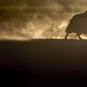 The Velvet Queen - Rotten Tomatoes