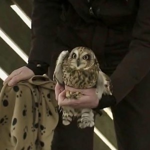 Hope in the Wild: Season 1, Episode 11 - Rotten Tomatoes