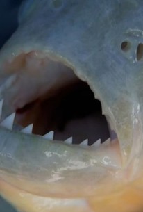 River Monsters: Deadliest Man-Eaters: Season 1, Episode 48 | Rotten ...