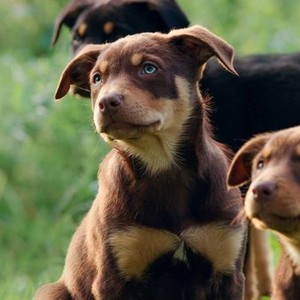 Muster Dogs - Rotten Tomatoes