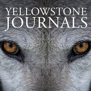 Yellowstone Journals - Rotten Tomatoes