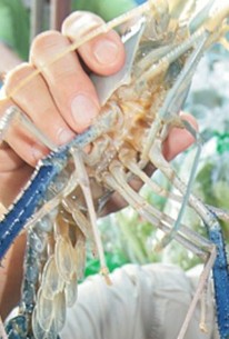 Monster Fish: Season 5, Episode 1 | Rotten Tomatoes