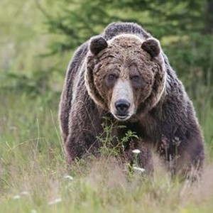 Animal Showdown - Rotten Tomatoes