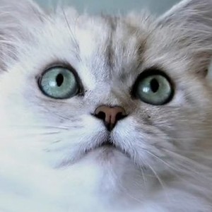 Must Love Cats: Season 2, Episode 5 - Rotten Tomatoes