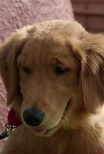 Lucky Dog: Season 1, Episode 21 | Rotten Tomatoes