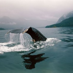 Sacred Planet - Rotten Tomatoes