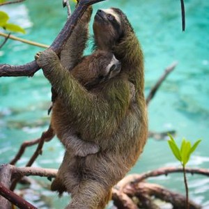 Planet Earth II - Rotten Tomatoes