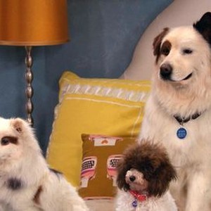 Dog With a Blog: Season 3, Episode 17 - Rotten Tomatoes