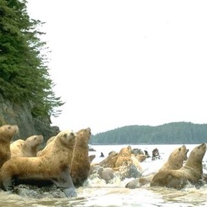 Alaska: Spirit of the Wild - Rotten Tomatoes