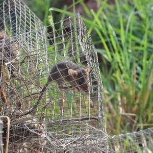 Rats - Rotten Tomatoes