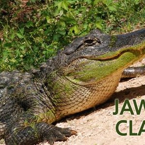 Jaws & Claws - Rotten Tomatoes