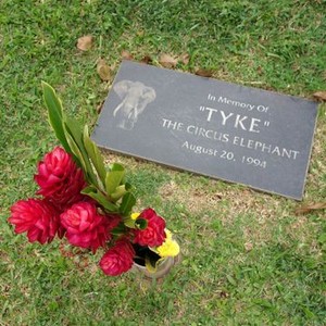 Tyke Elephant Outlaw - Rotten Tomatoes