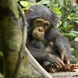 Disneynature Chimpanzee (2012) - Rotten Tomatoes