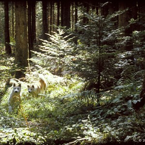 The Intruder - Rotten Tomatoes