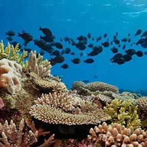 Secrets of the Chesterfield Islands - Rotten Tomatoes