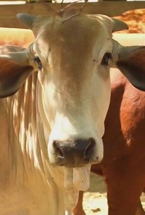 In the Americas With David Yetman: Season 7, Episode 6 | Rotten Tomatoes