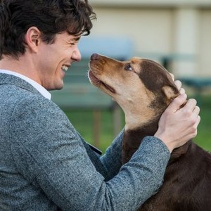 A Dog's Way Home - Rotten Tomatoes
