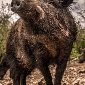 Boss Hog: Season 1, Episode 3 - Rotten Tomatoes