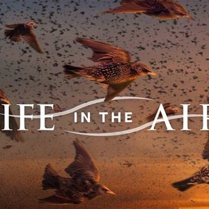 Life in the Air - Rotten Tomatoes