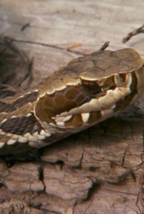 Austin Stevens: Snakemaster: Season 2, Episode 1 | Rotten Tomatoes