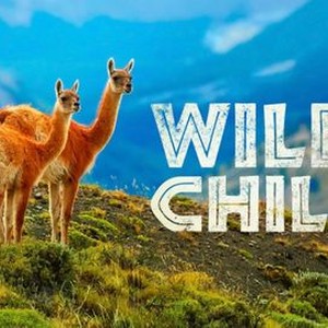 Wild Chile - Rotten Tomatoes