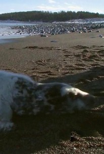 Hope in the Wild: Season 2, Episode 17 - Rotten Tomatoes