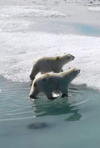 Kingdom of the Polar Bears: Season 1, Episode 2 | Rotten Tomatoes