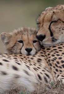 Nature: Season 2 | Rotten Tomatoes