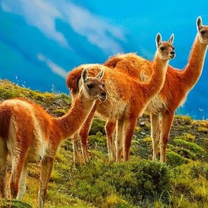 Wild Chile - Rotten Tomatoes