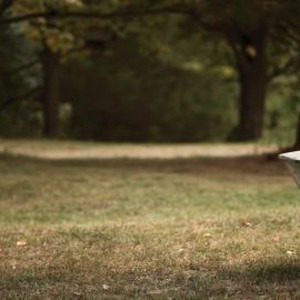 Green - Rotten Tomatoes